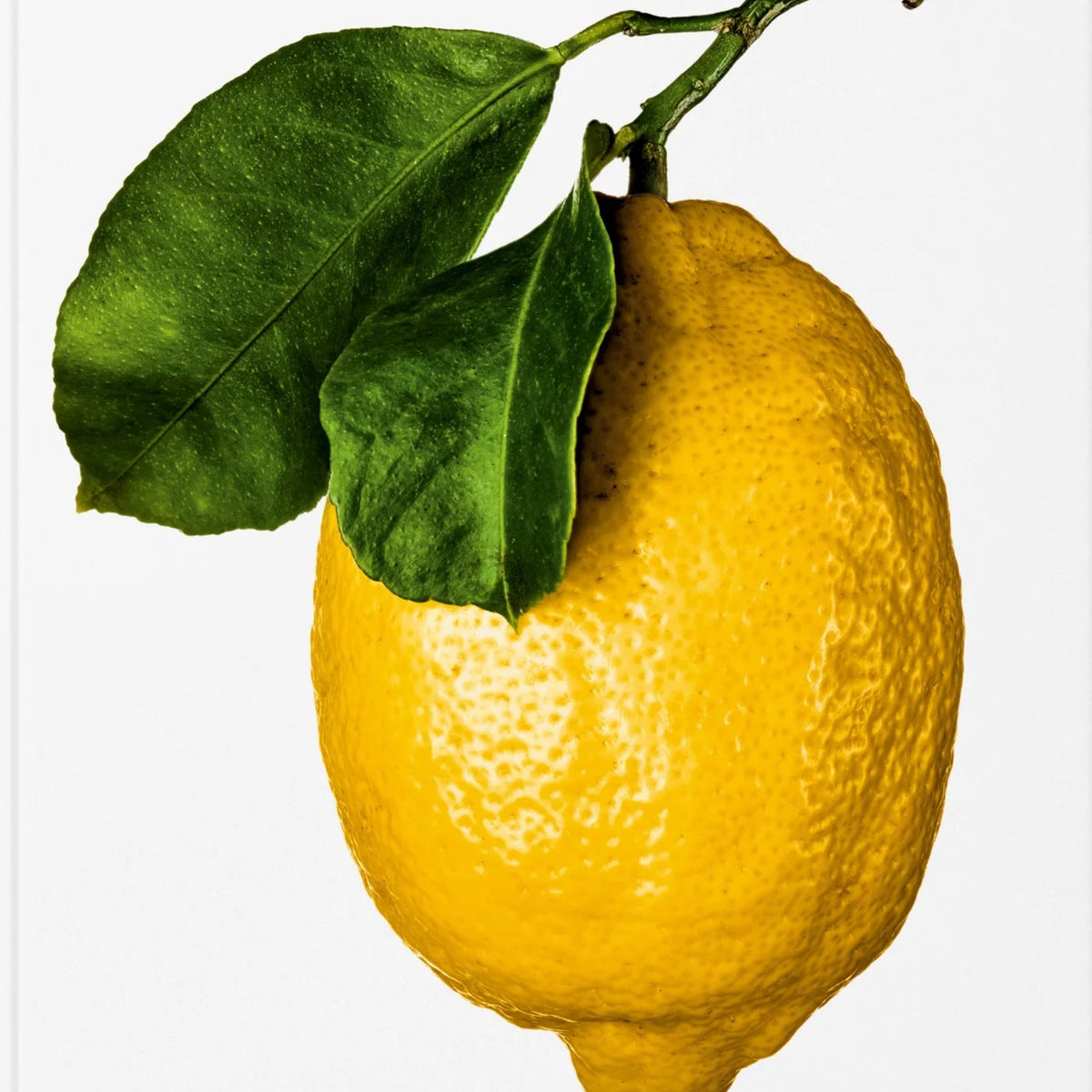 Book: the gourmand's lemon - a collection of stories and recipes ...